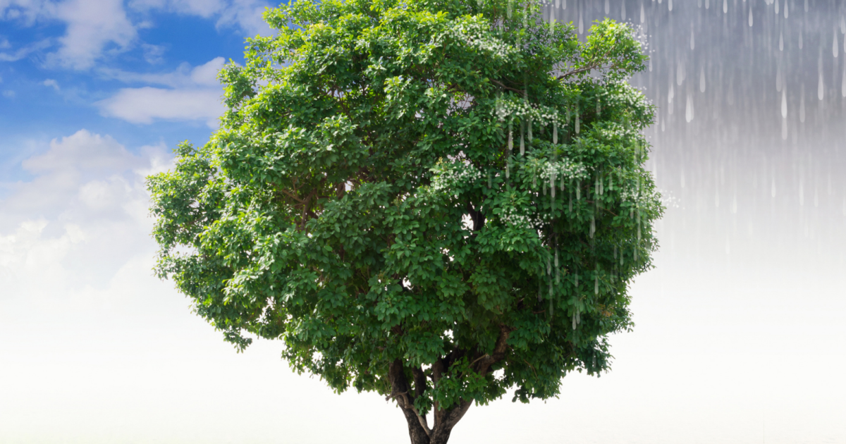 Bristol Grammar School | STEM Cafe: Climate Change